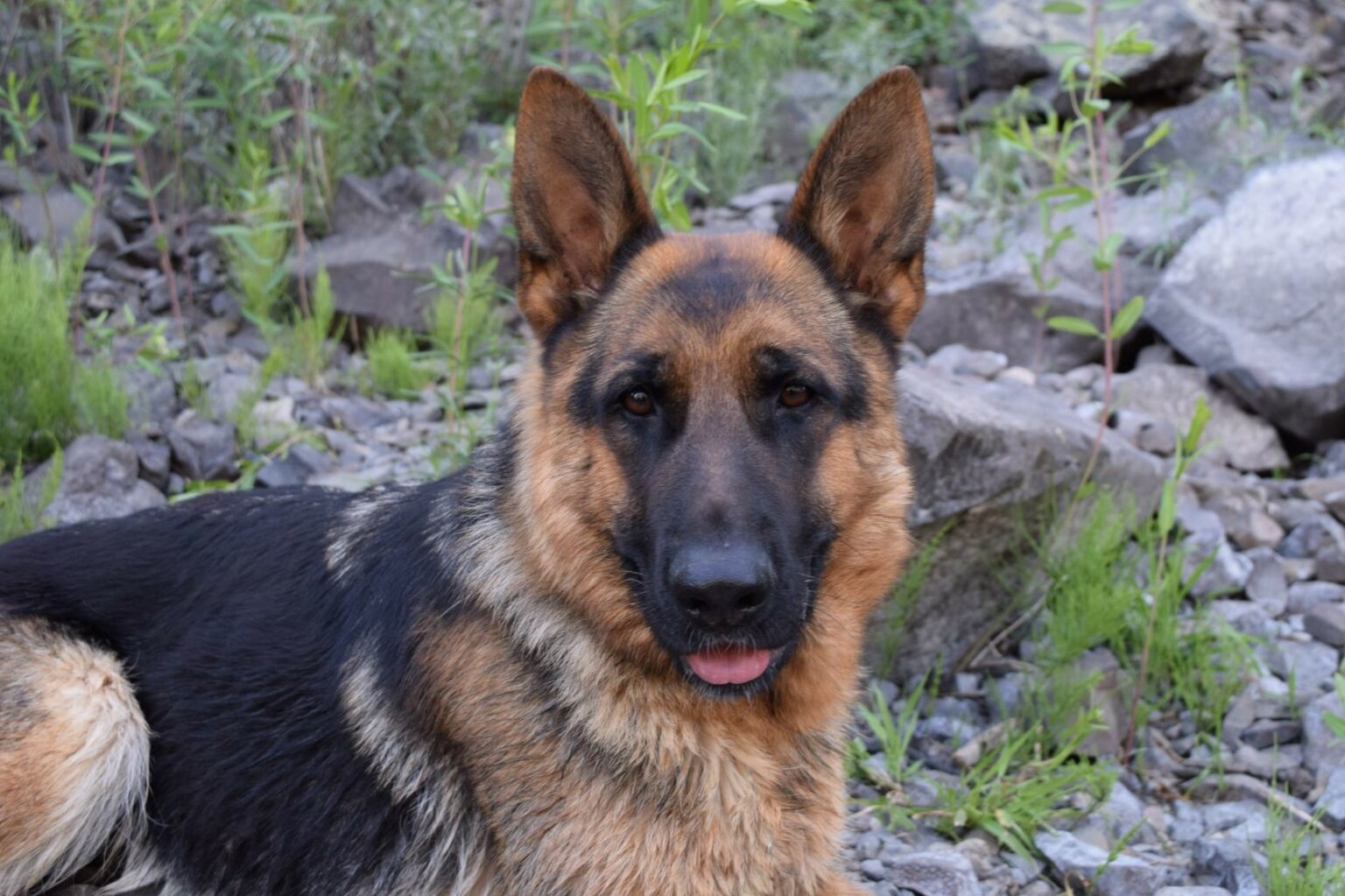 Retired Dogs: – Tiltonhaus German Shepherds
