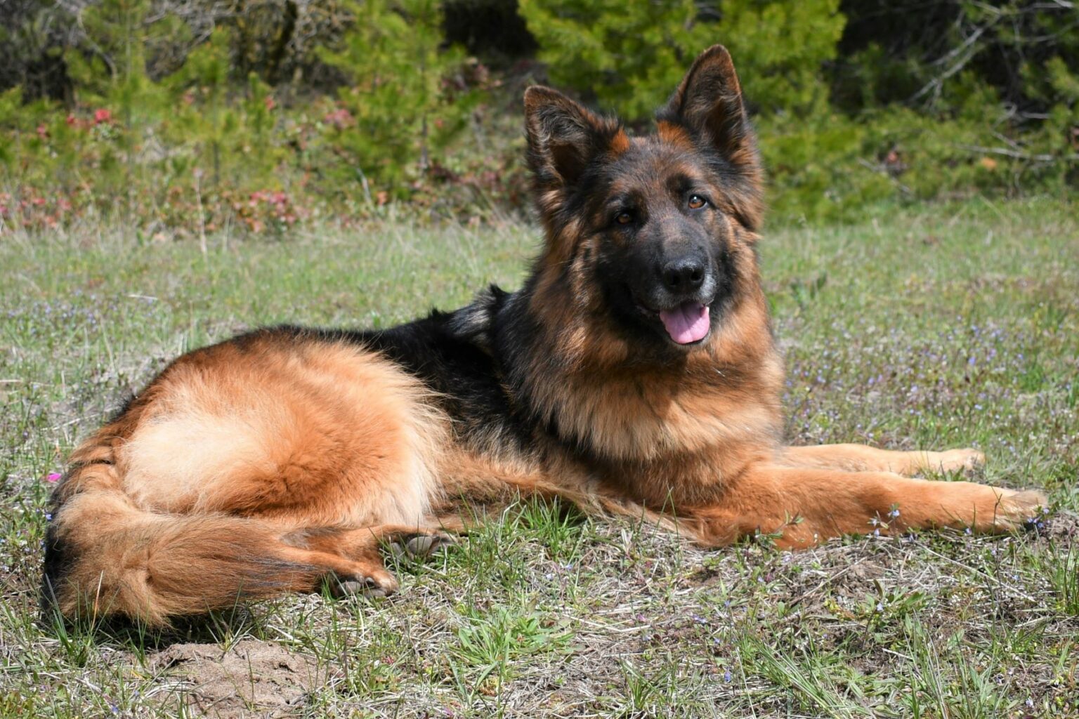Retired Dogs: – Tiltonhaus German Shepherds