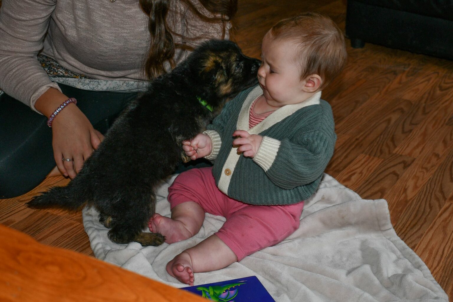 How We Raise Our Tiltonhaus Puppies – Tiltonhaus German Shepherds